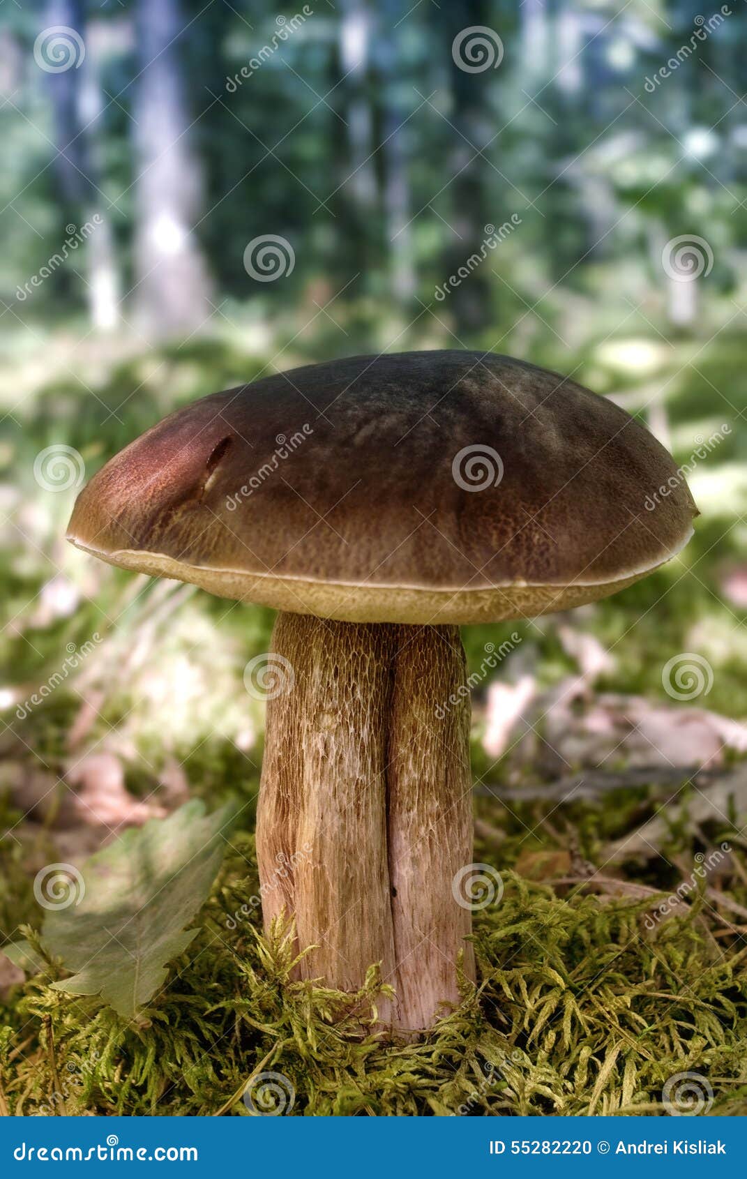 Big edible mushroom stock photo. Image of badius, plant - 55282220