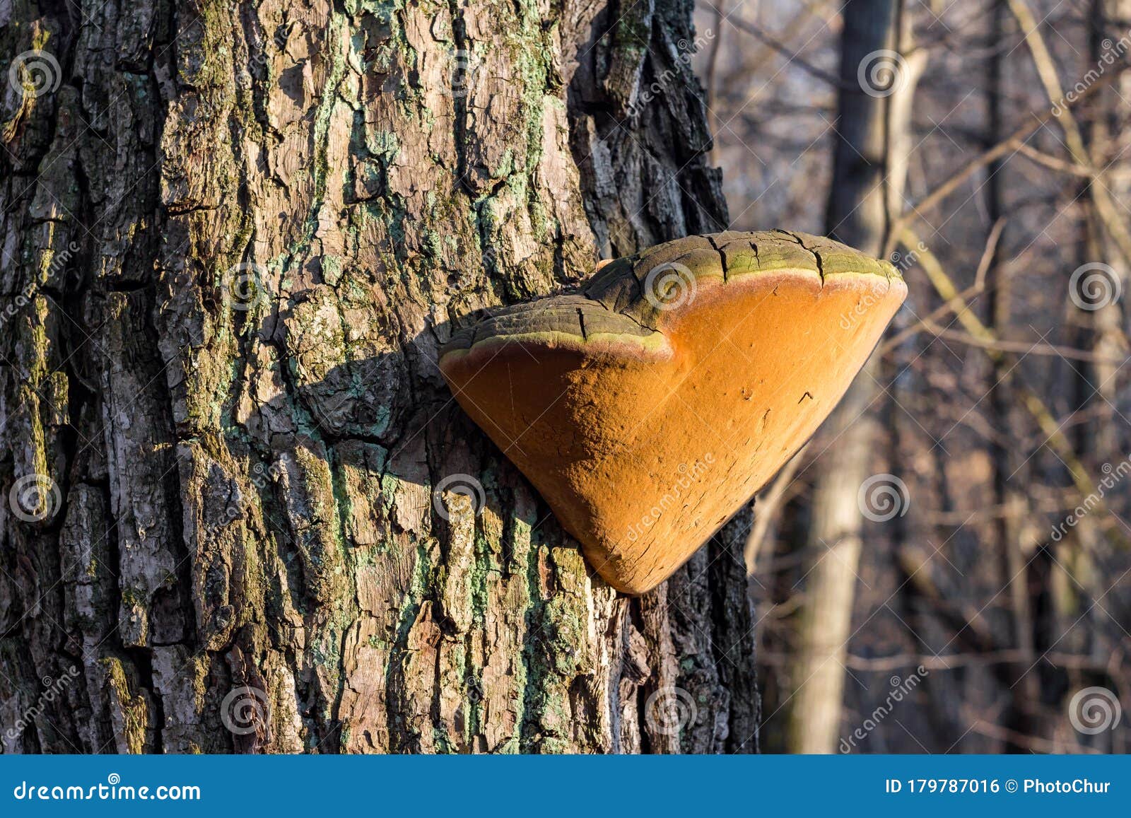 Big Mushroom Polypore Growing on a Pine Stock Photo - Image of tree ...