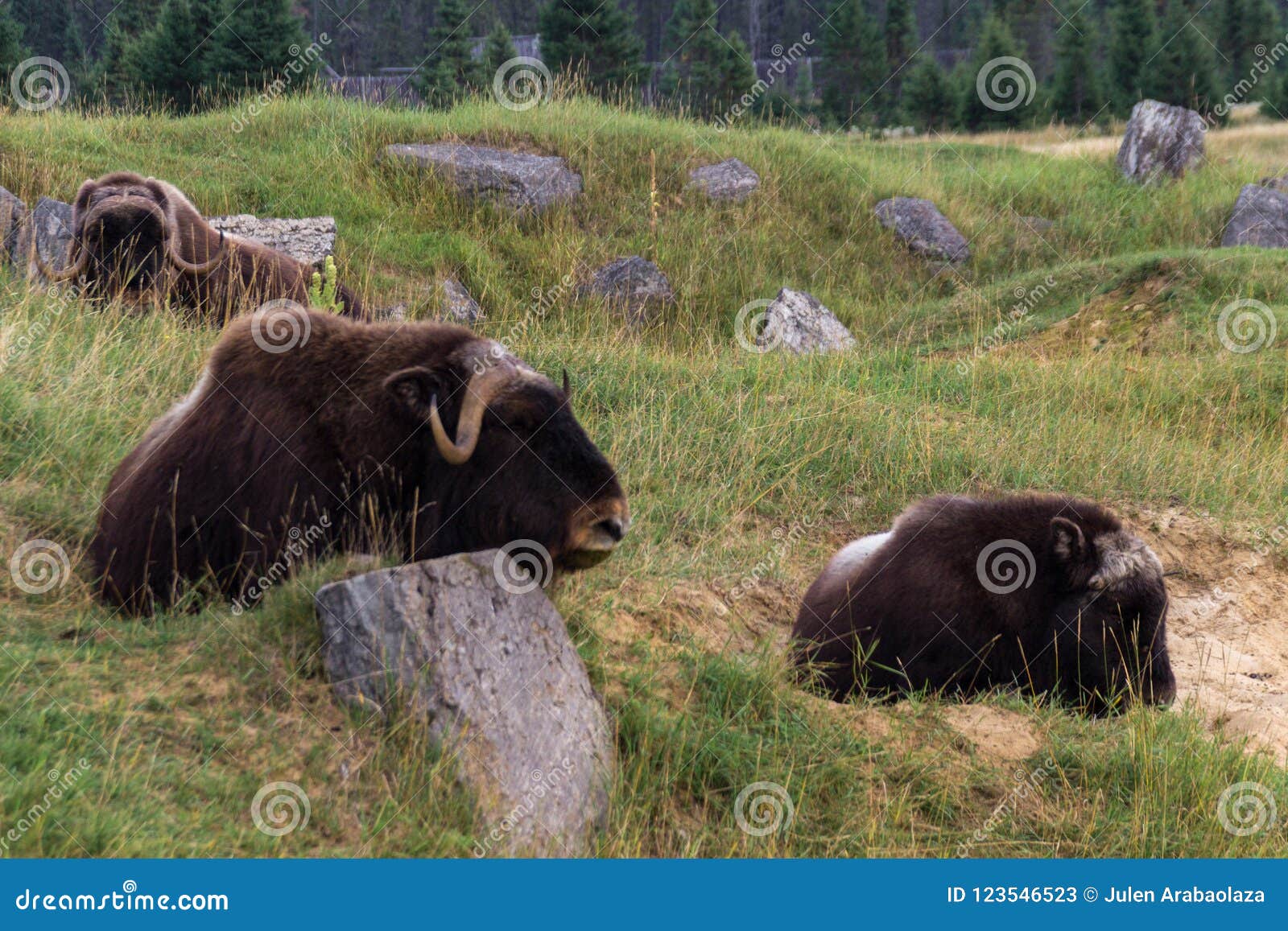 Musk Ox in a Forest of Canada Stock Image - Image of face, forest ...