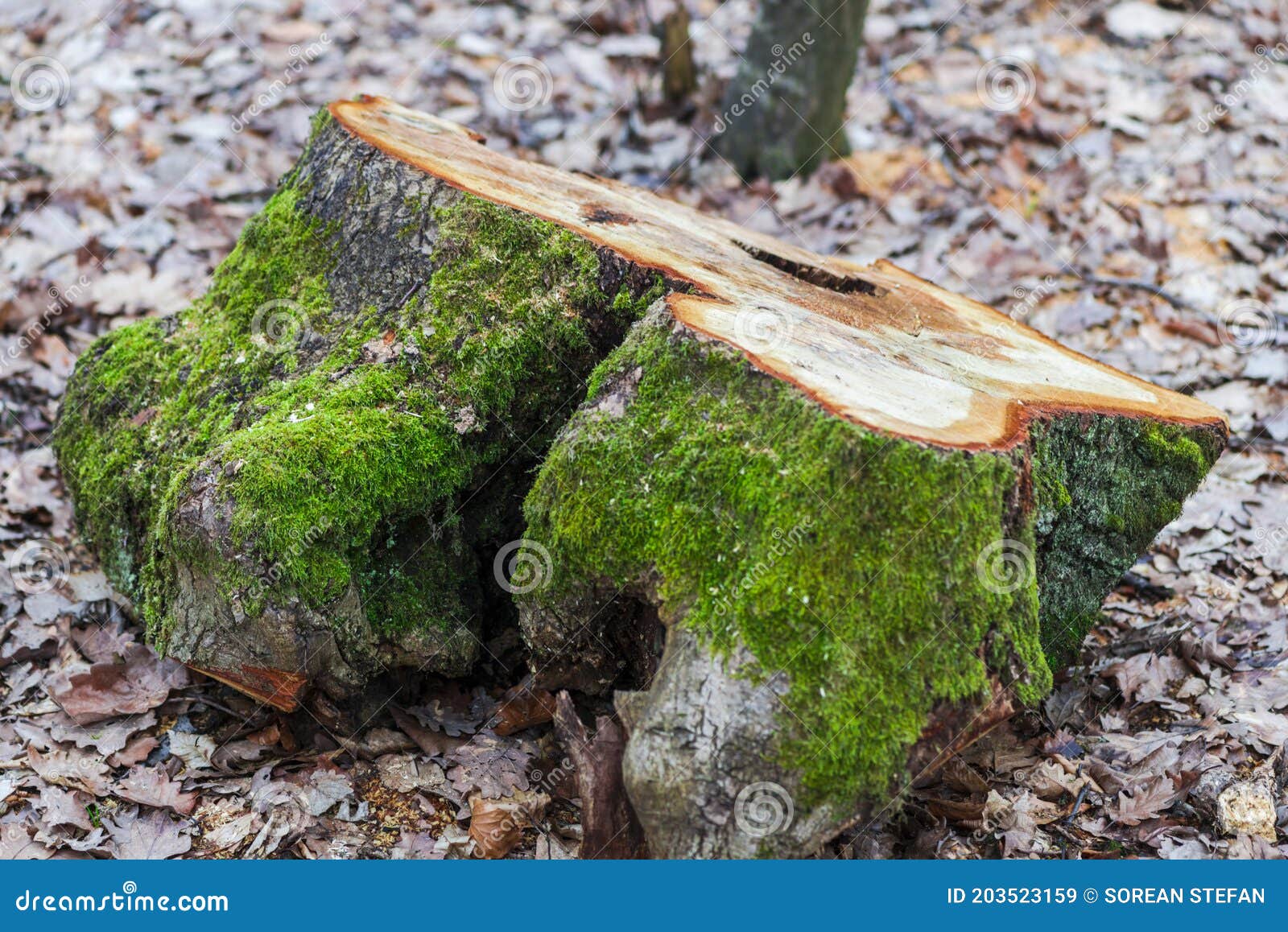 The Nails of Tree in the Forest Stock Image - Image of foliage, relax ...