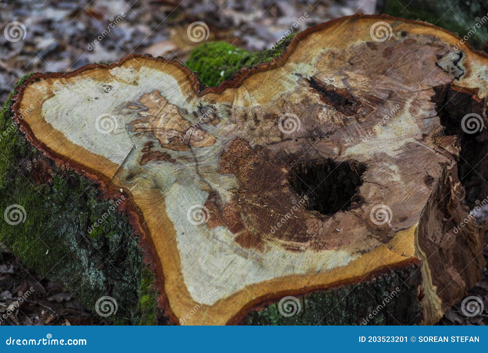 The Nails of Tree in the Forest Stock Image - Image of paradise ...