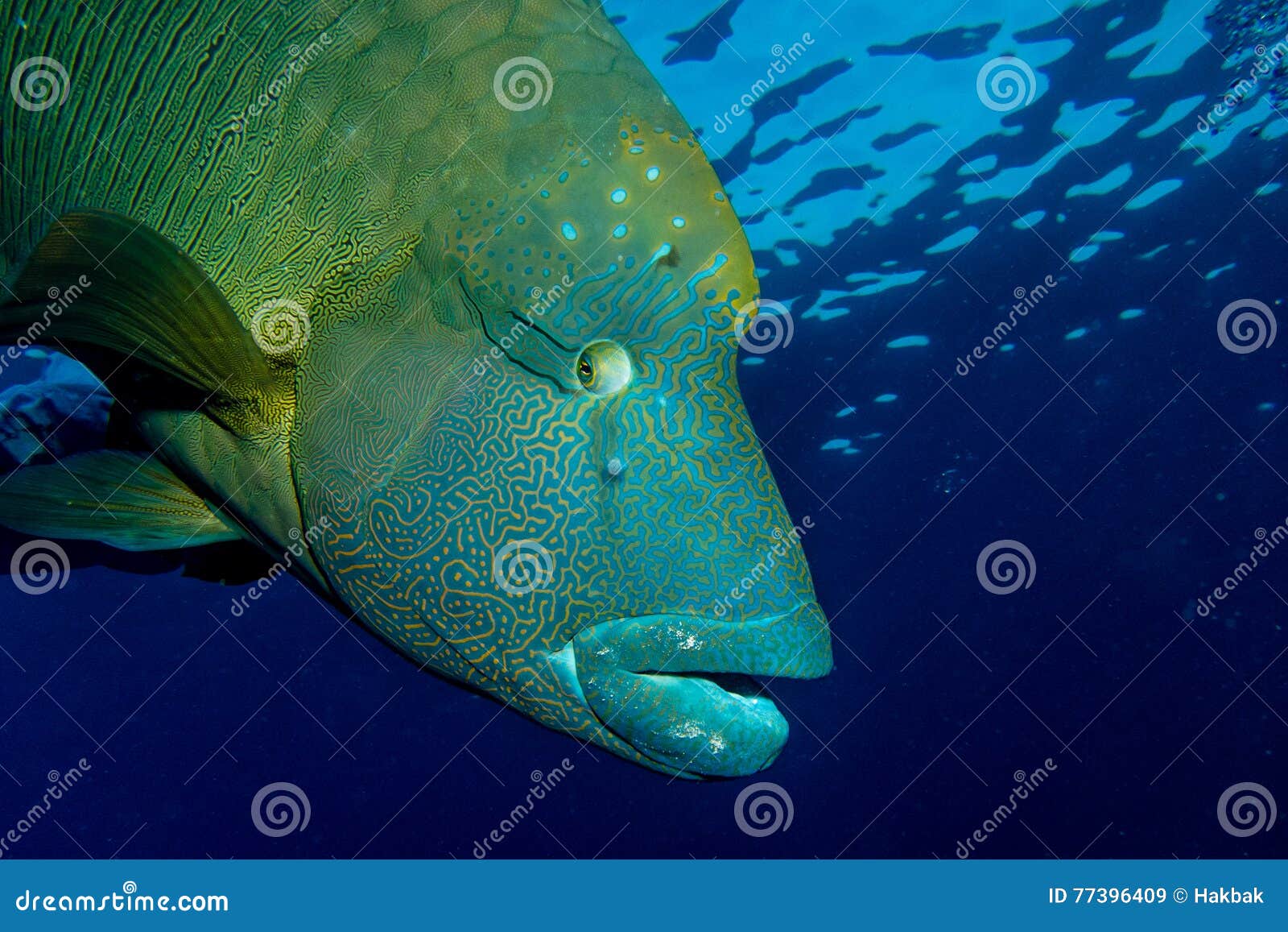 Big Fish Napoleon Stock Photos - Free & Royalty-Free Stock Photos from ...