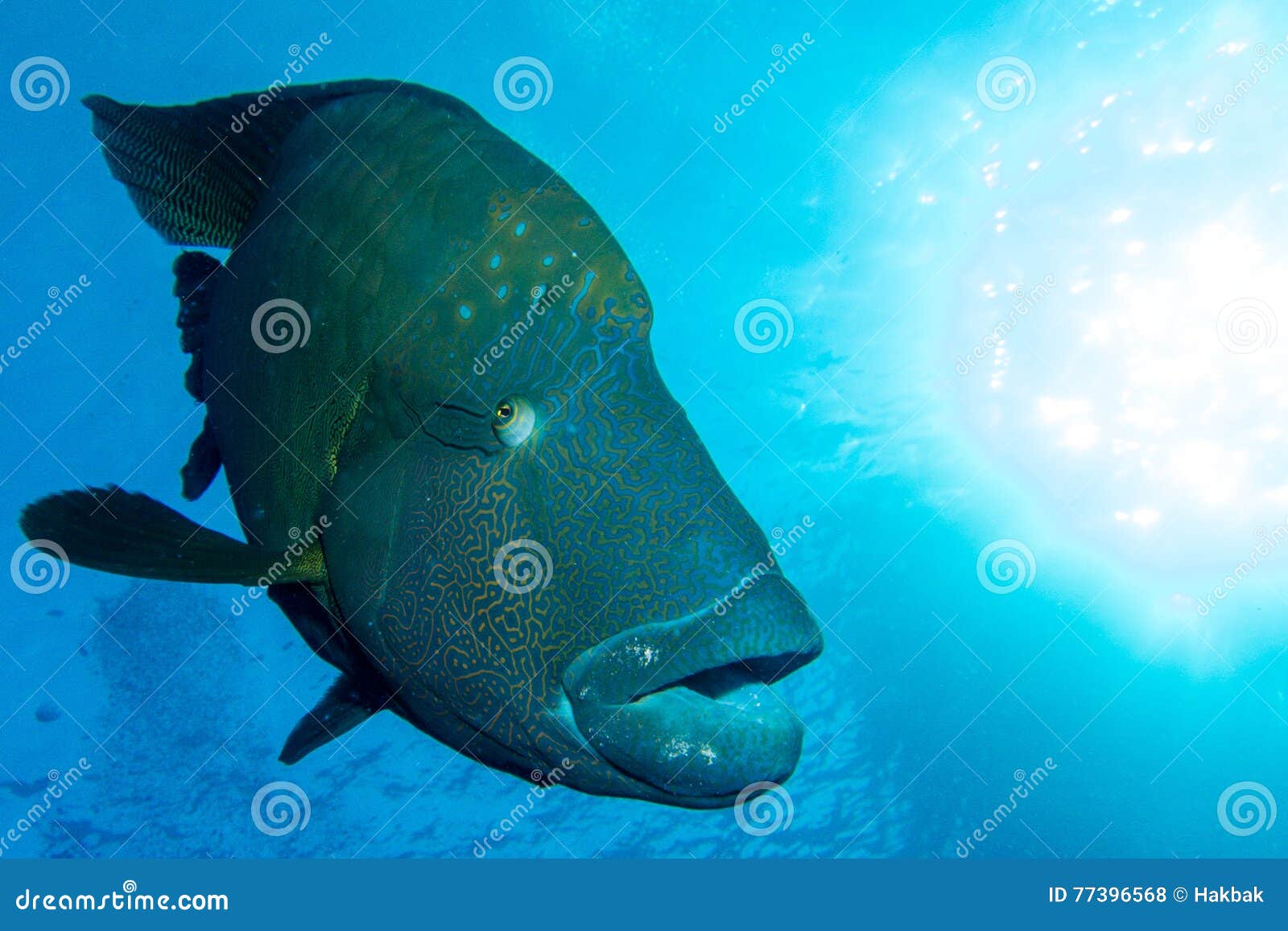 Big Napoleon Fish stock photo. Image of male, color, background - 77396568