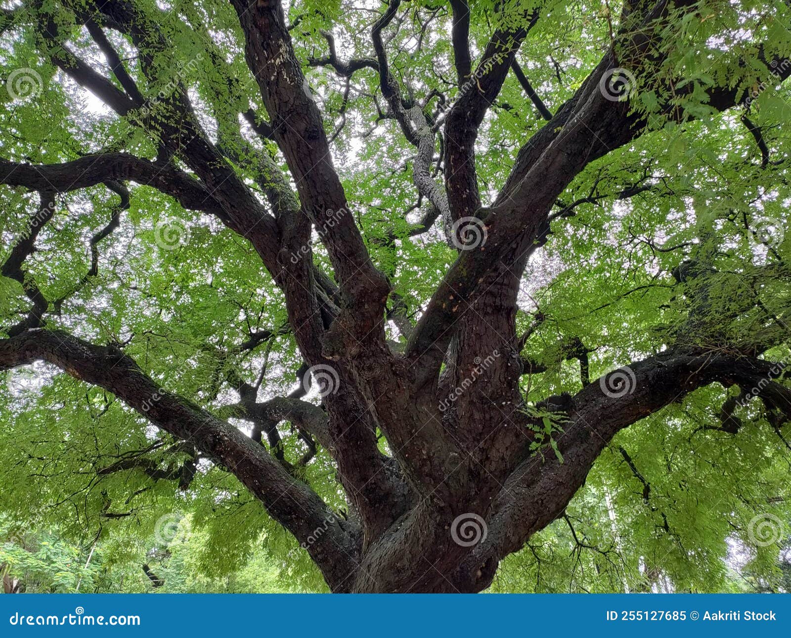 Big Neem Tree or Azadirachta Indica. Stock Image - Image of india, tree ...