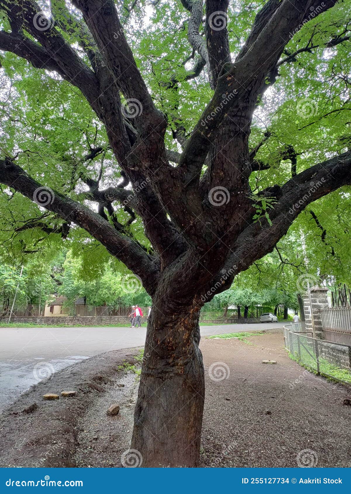 Big Neem Tree or Azadirachta Indica. Stock Photo - Image of village ...