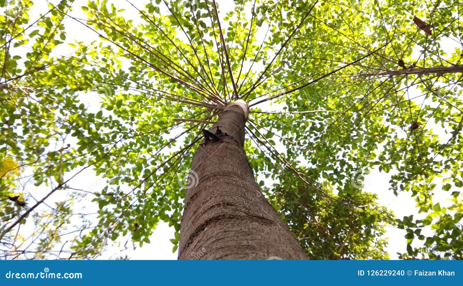 Huge Neem Tree Stock Photos - Free & Royalty-Free Stock Photos from ...