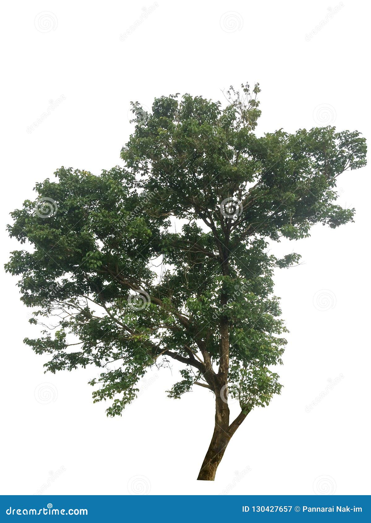 Big neem tree isolated. stock image. Image of branch - 130427657