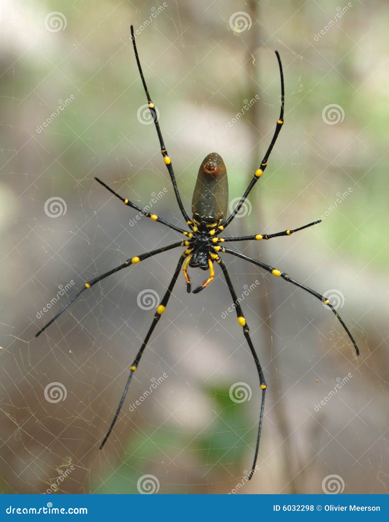 Big nephile spider stock photo. Image of animal, black - 6032298