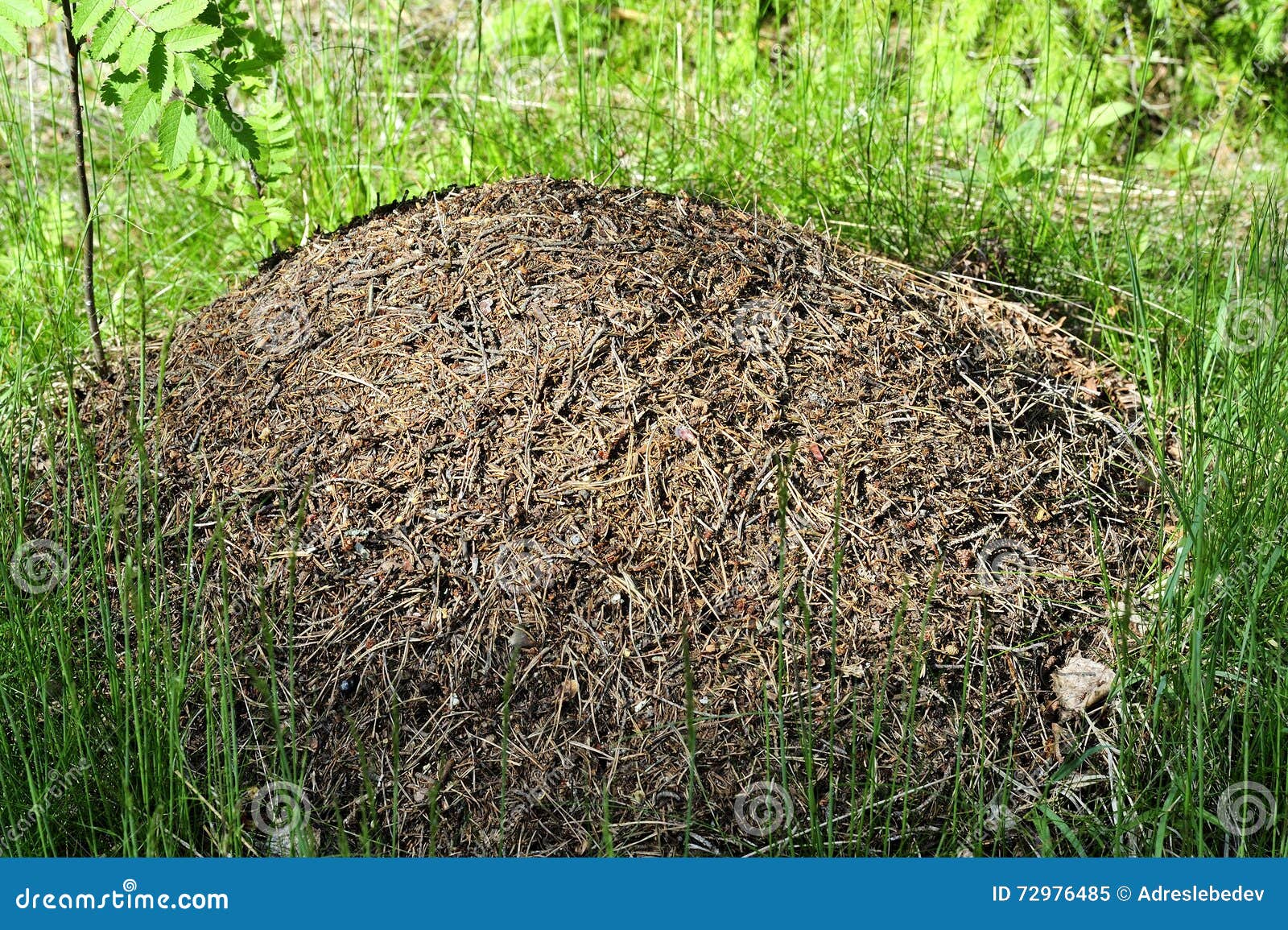 Big Nest of Ants in the Forest Stock Image - Image of wild, park: 72976485