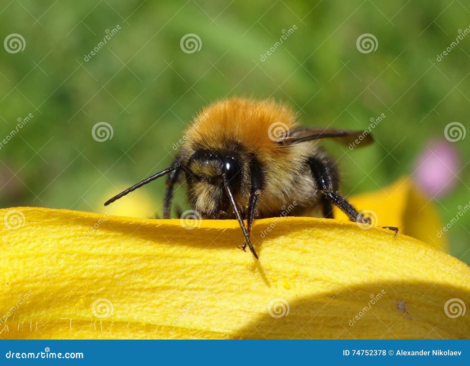 Big nice Bumblebee stock photo. Image of amazing, bumblebee - 74752378