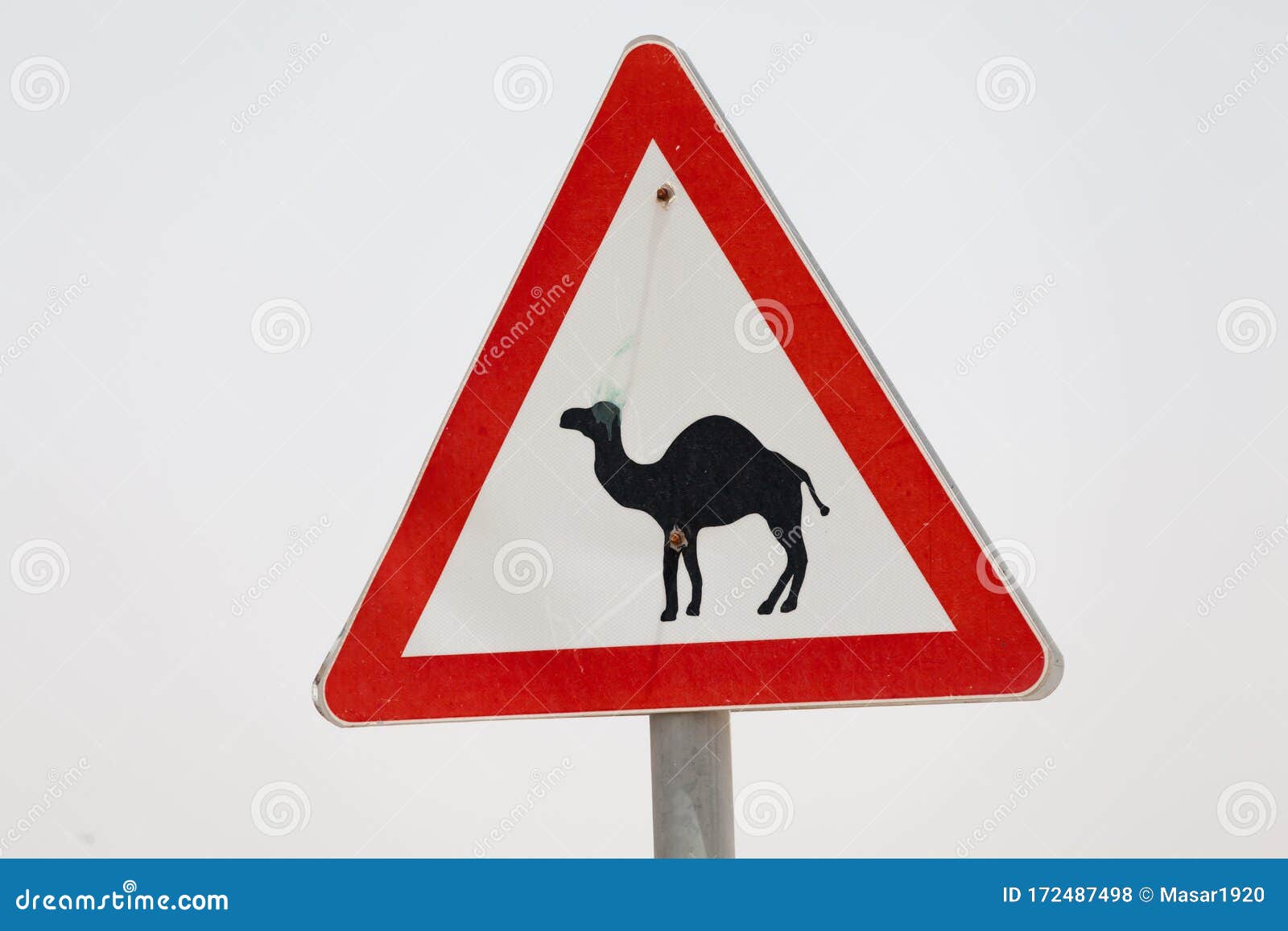 Big Nice Road Sign Attention Camels Stock Photo - Image of sign, park ...