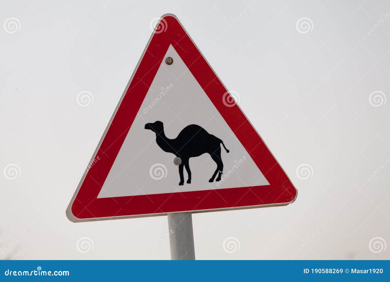 Big Nice Road Sign Attention Camels Stock Image - Image of attention ...