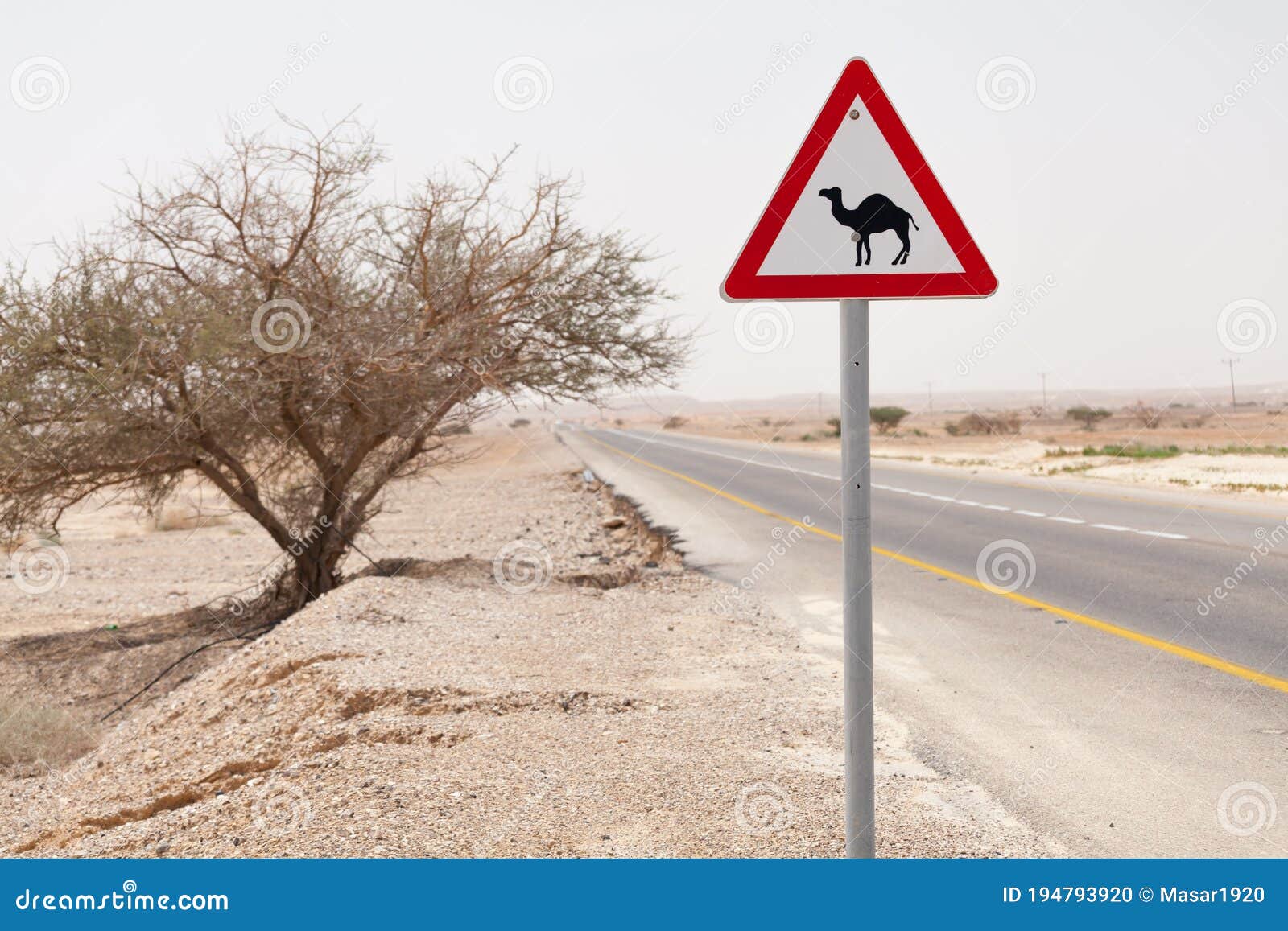 Big Nice Road Sign Attention Camels Stock Photo - Image of hard ...
