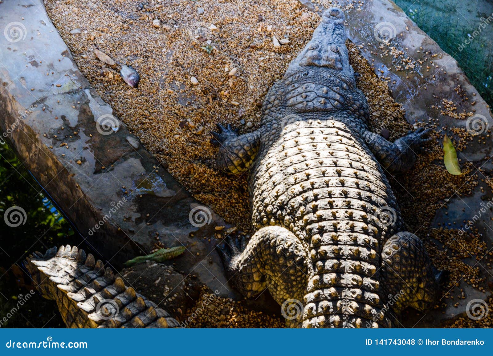 Big Nile Alligator in the Small Pool Stock Photo - Image of pond ...