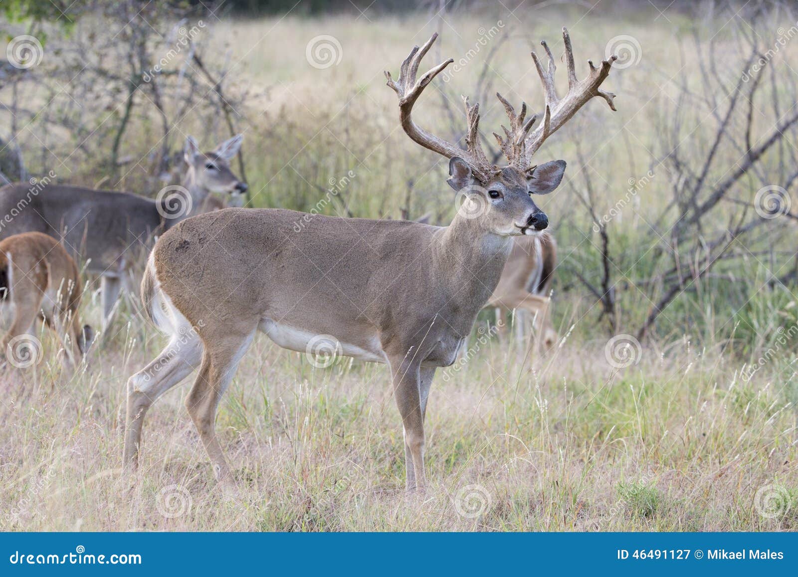Big Non-typical Buck Looking at Doe in Heat Stock Image - Image of deer ...