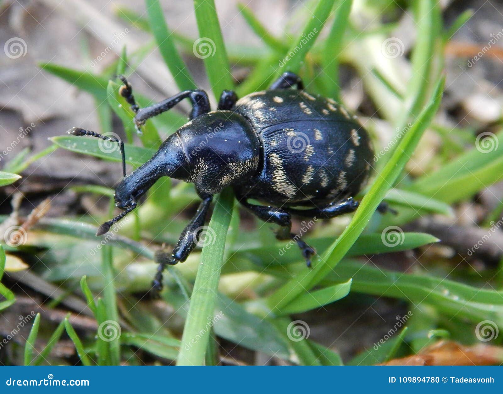 Big nose bug-boy stock photo. Image of field, spring - 109894780