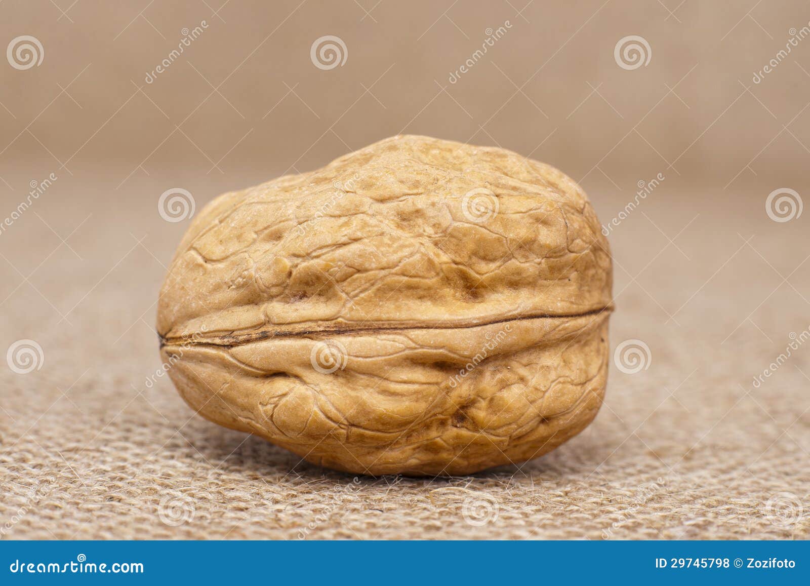 Whole nut stock photo. Image of dried, autumn, cracked - 29745798