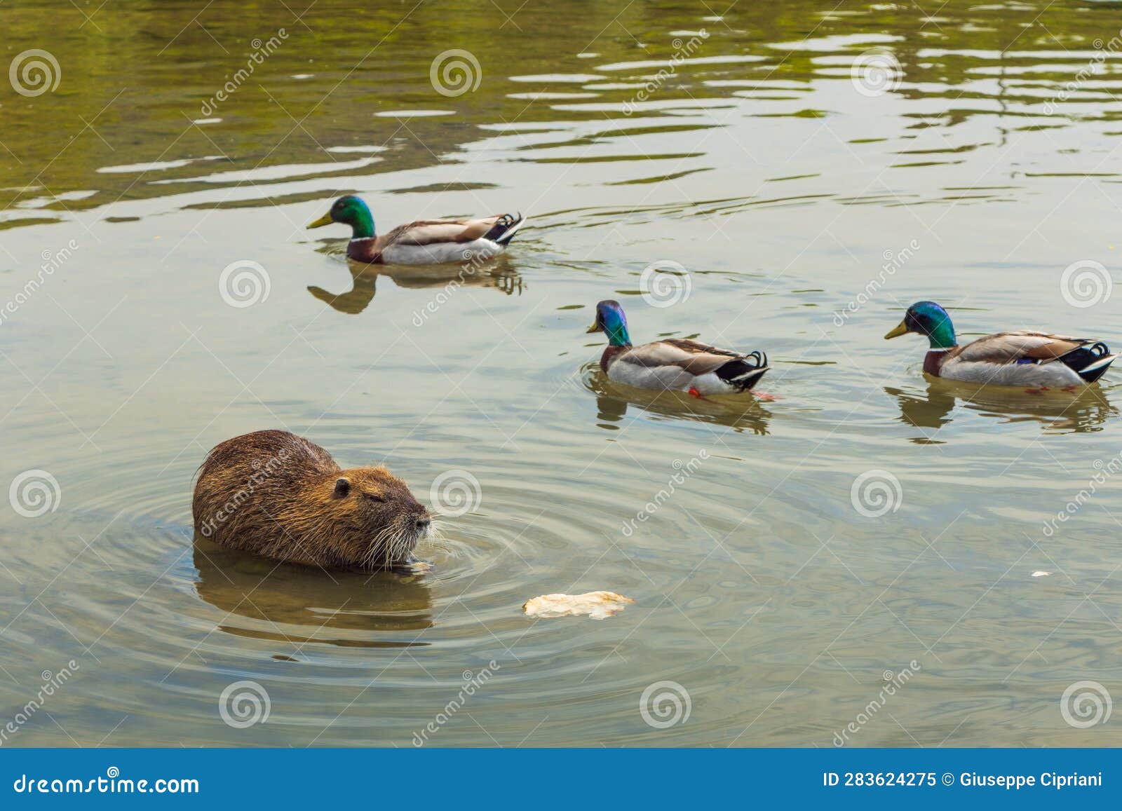 Big Nutria and Ducks by the River Stock Image - Image of nature, coypu ...