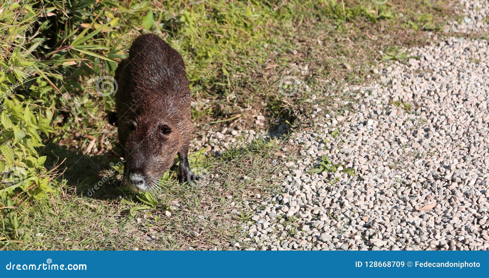 Big Nutria in a Public Park Stock Image - Image of myocastor, nutria ...