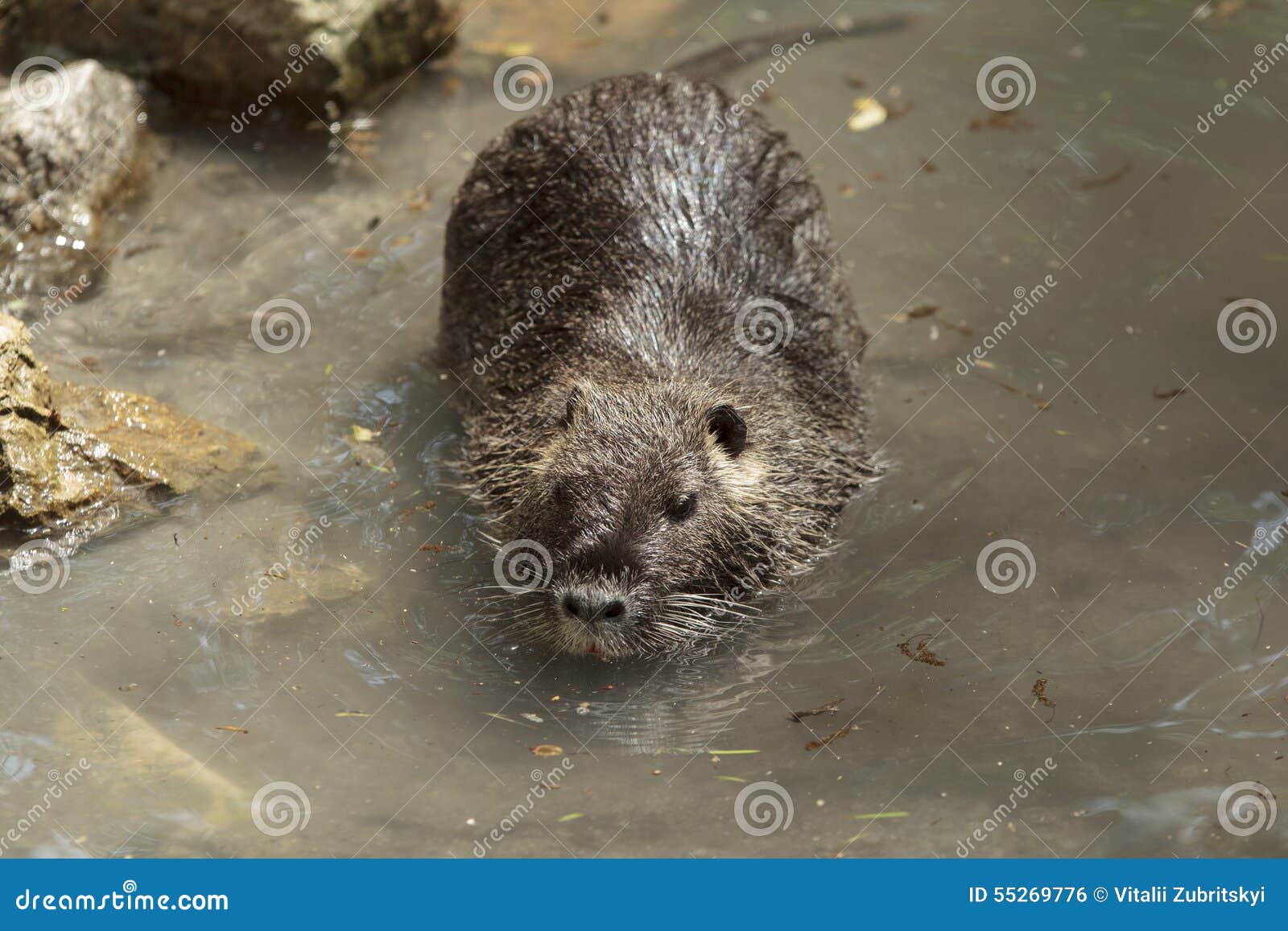 Big nutria swims stock photo. Image of natatorial, beaver - 55269776