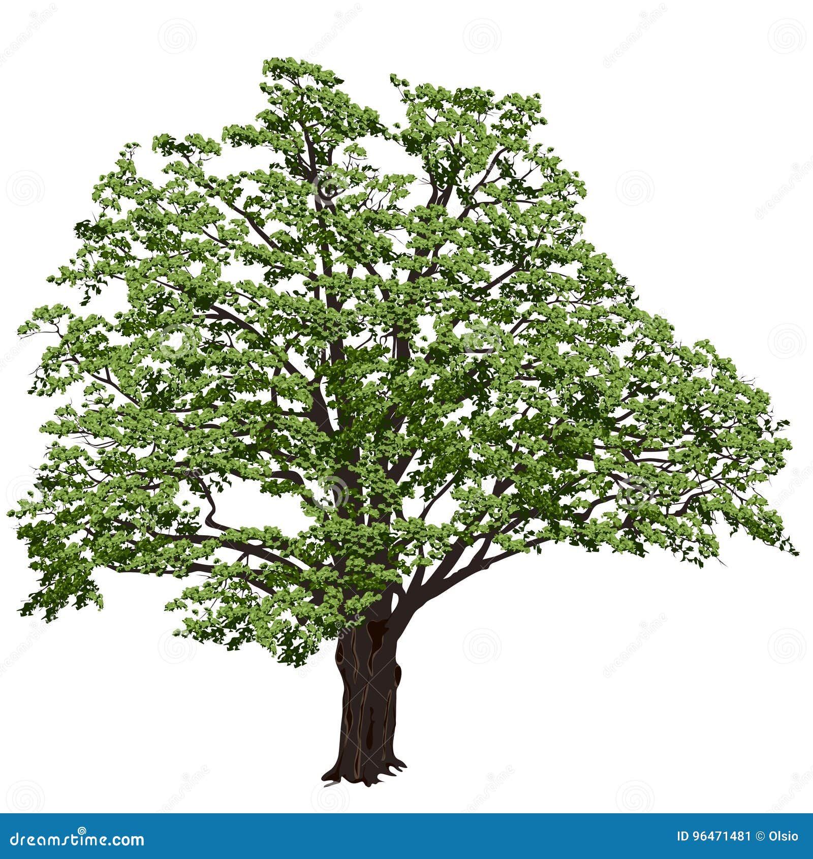 Green Quercus Tree On White Transparent Background. 3D Rendering ...