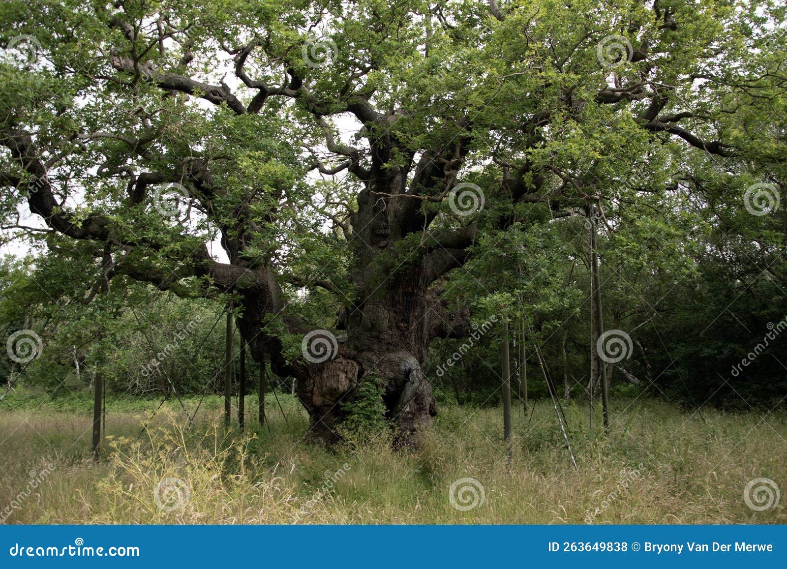 The Big Oak in Sherwood Forest, Nottingham, UK Stock Photo - Image of ...