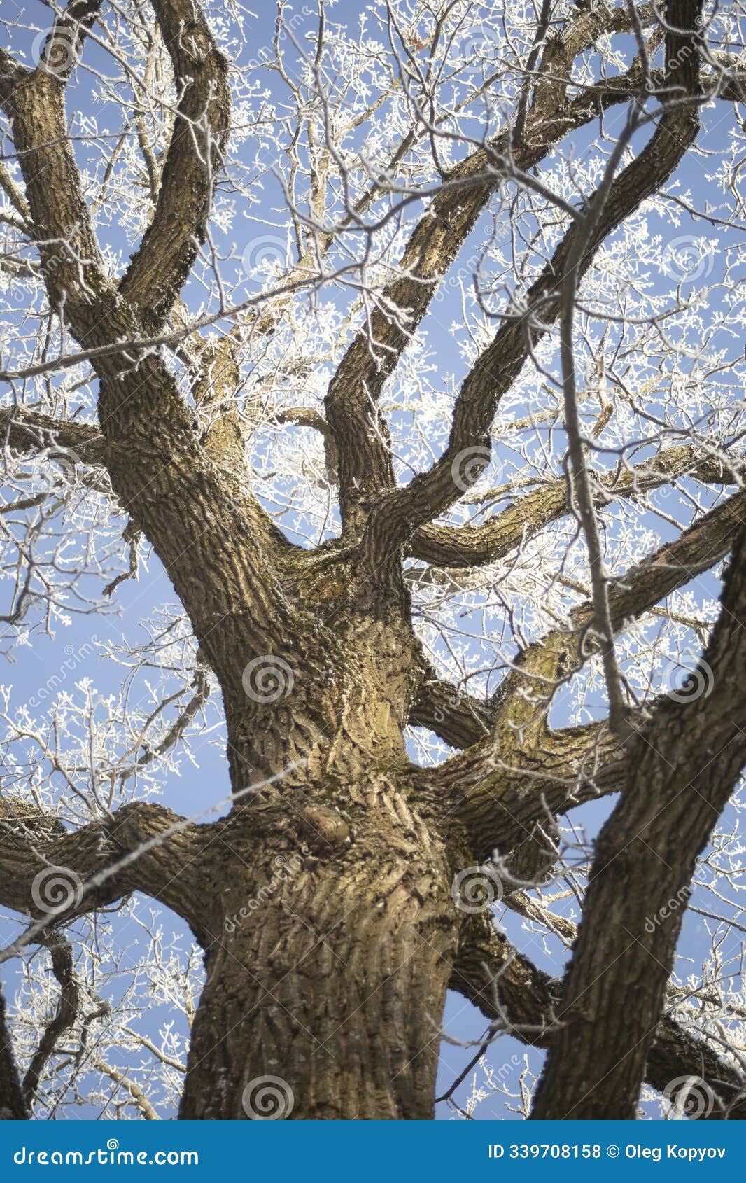 Big oak. a strong tree stock photo. Image of blue, large - 339708158