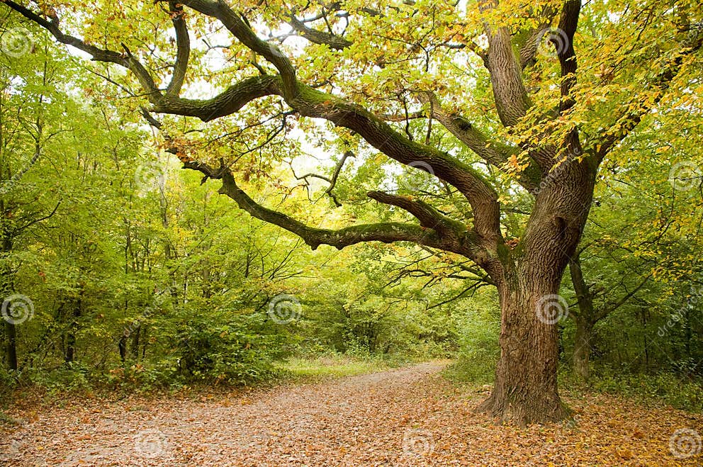 Big oak tree stock image. Image of green, meadow, ecology - 6834357