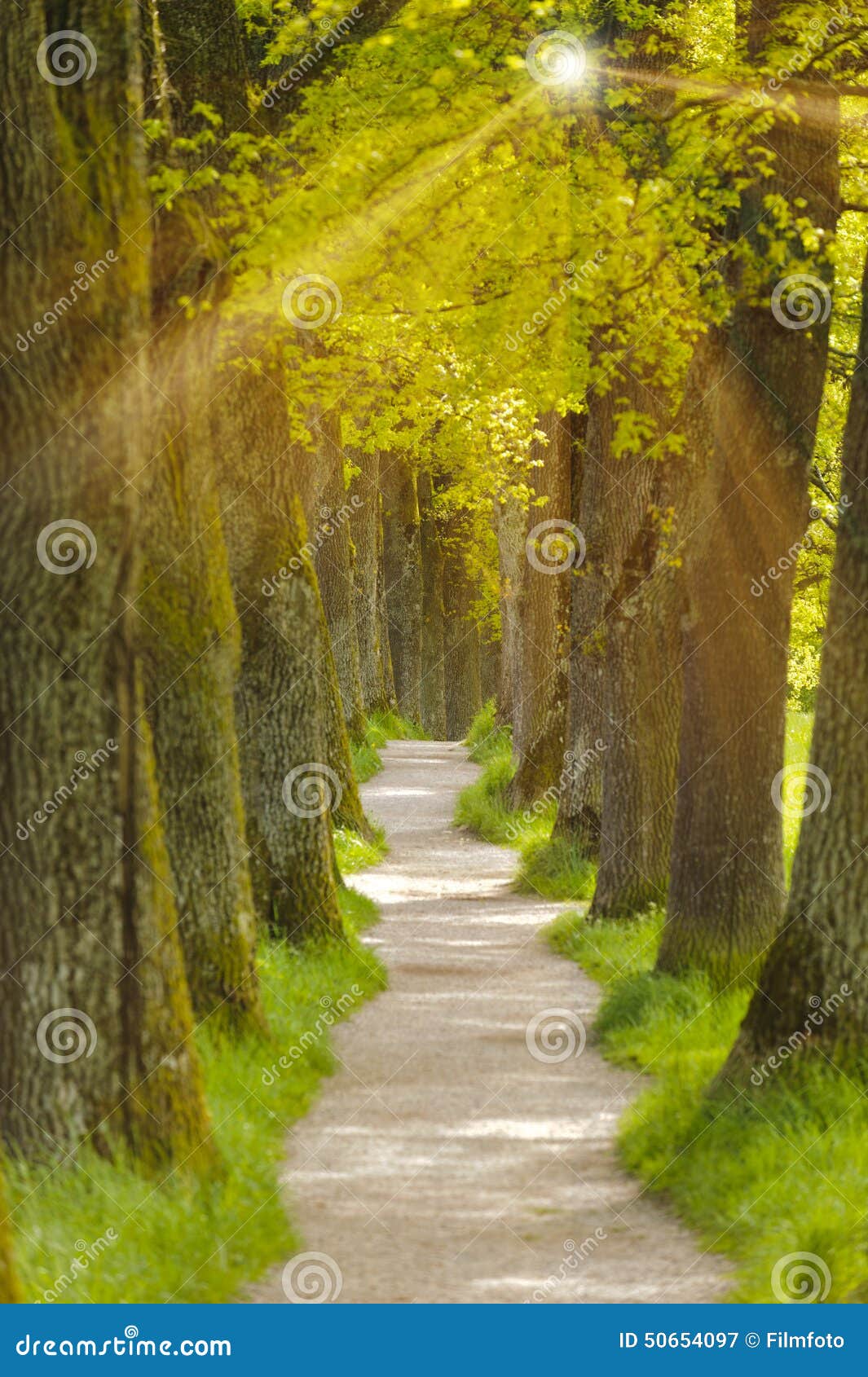 Big Oak Tree Alley with Foot Path Stock Image - Image of foliage ...
