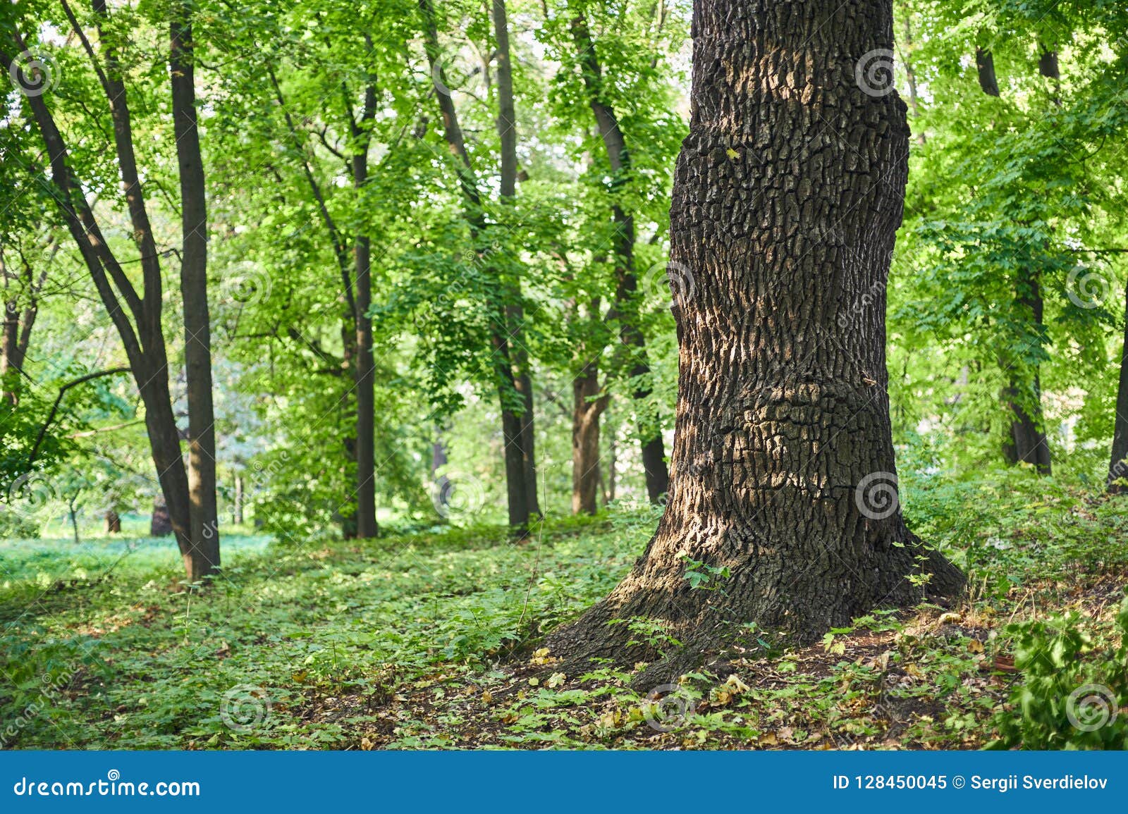 Big Oak Tree in Beautiful Park Scene in Park with Green Grass Stock ...