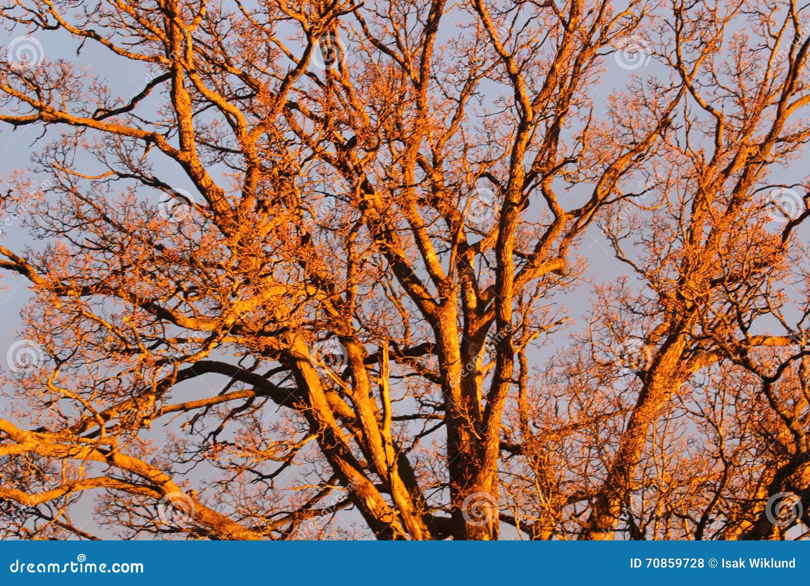 Big Oak Tree Branches Lit by Sunset Light, Abstract Nature Background ...