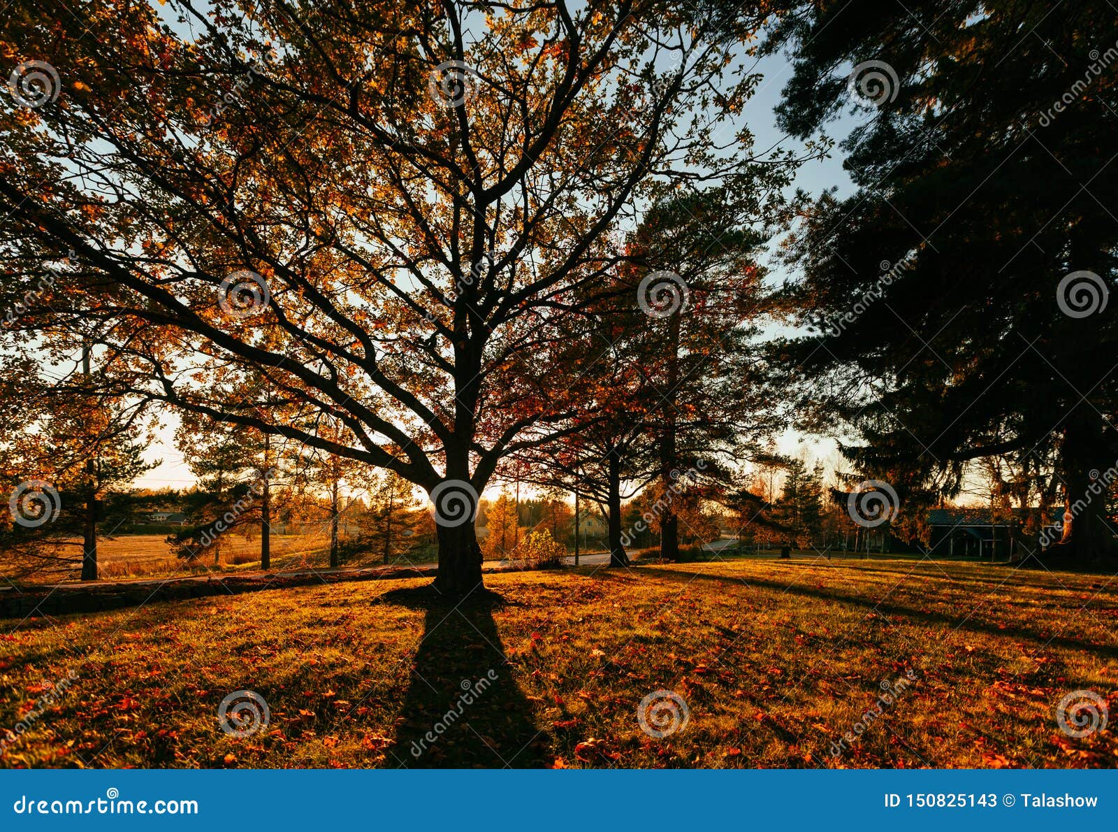 Big Oak Tree in a Bright Autumn Park Stock Image - Image of forest ...