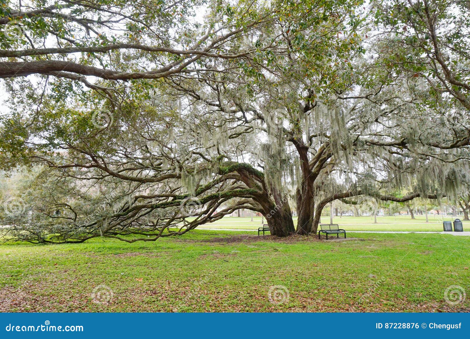 Big oak tree in Florida stock photo. Image of city, great - 87228876