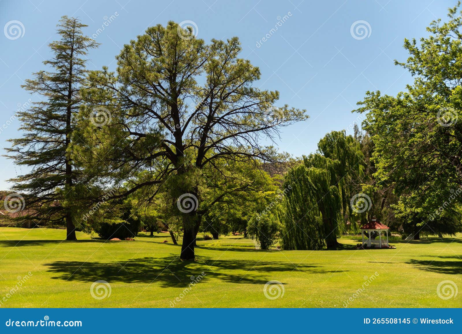 Big Oak Tree on a Golf Course with a Red Gazebo in the Background Stock ...