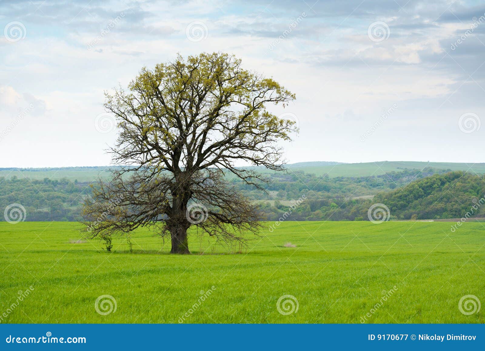 Big oak tree in a grass stock image. Image of solitude - 9170677