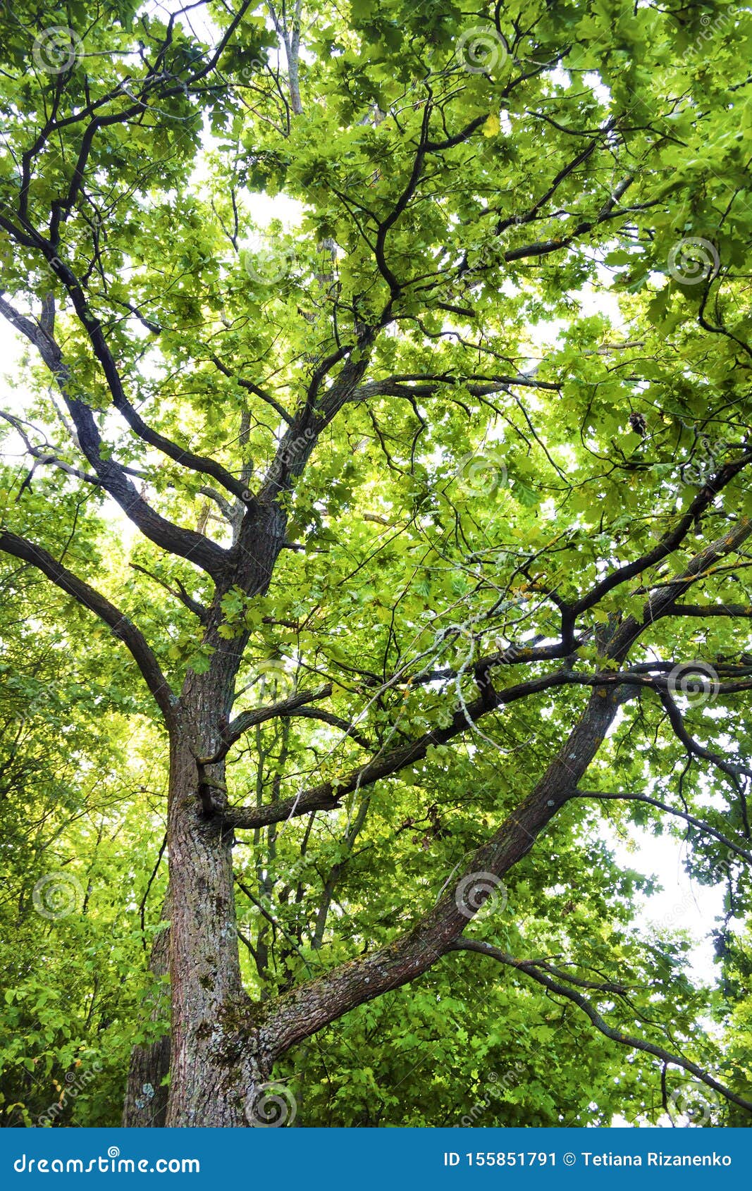 Big Oak Tree in Summer Forest Stock Image - Image of color, outside ...
