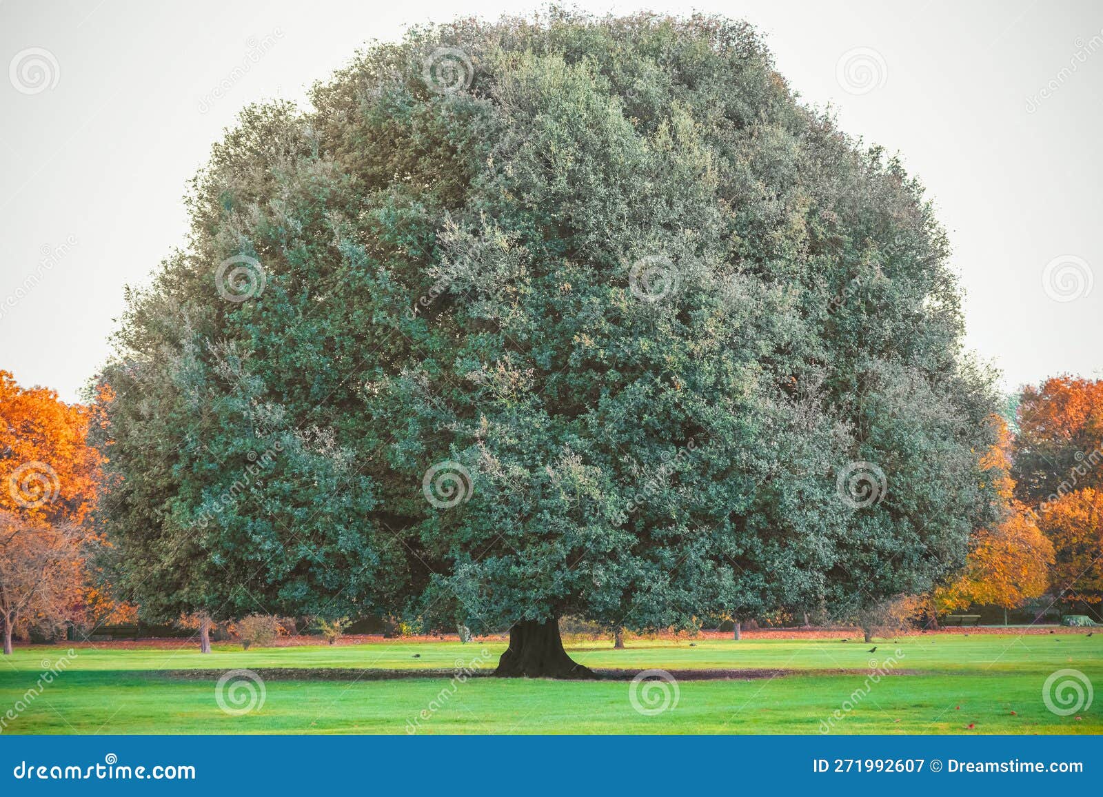 Big Oak Tree in Greenwich Park, London, England Stock Image - Image of ...