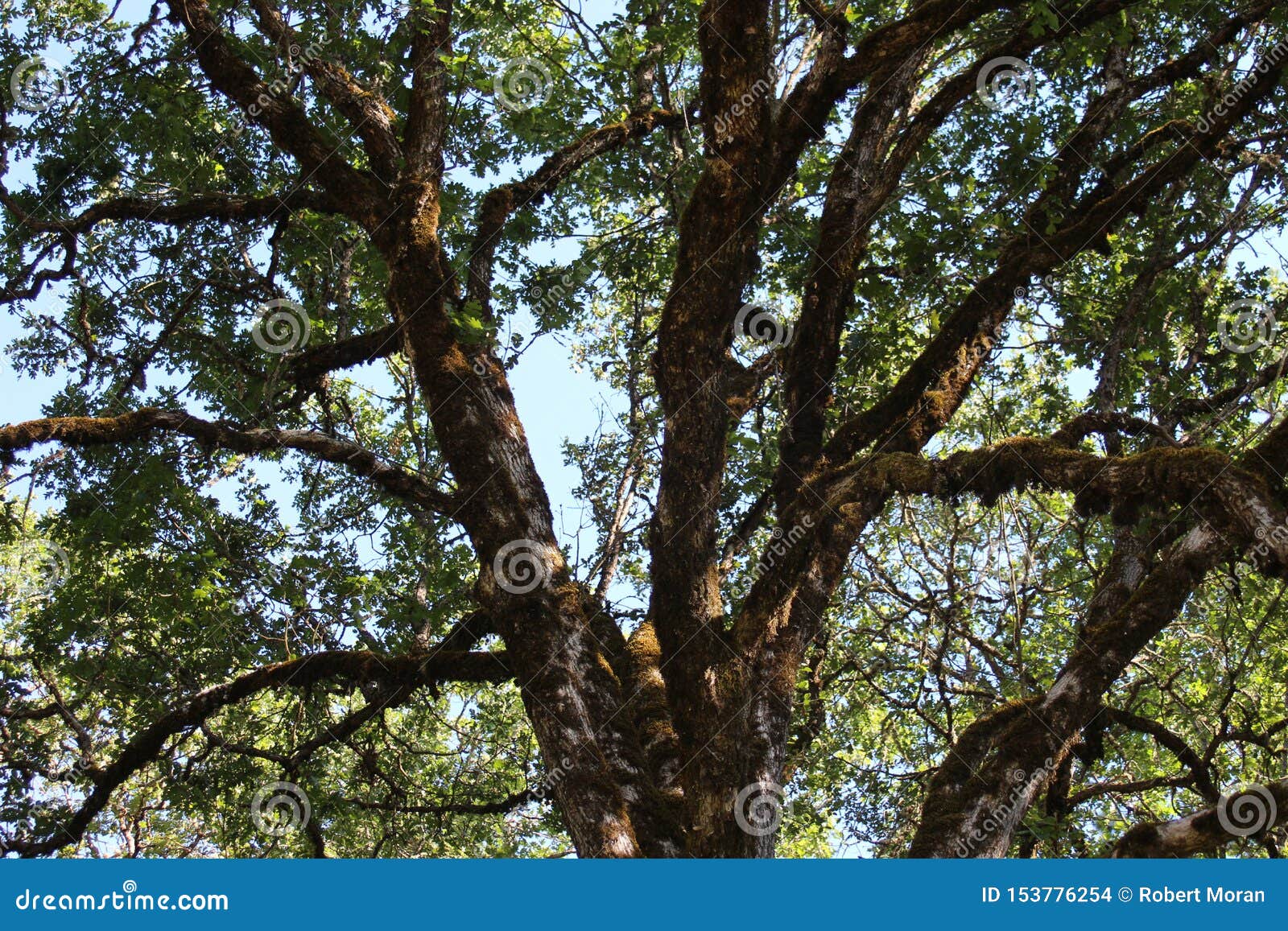 Just a big oak tree stock photo. Image of forest, tree - 153776254