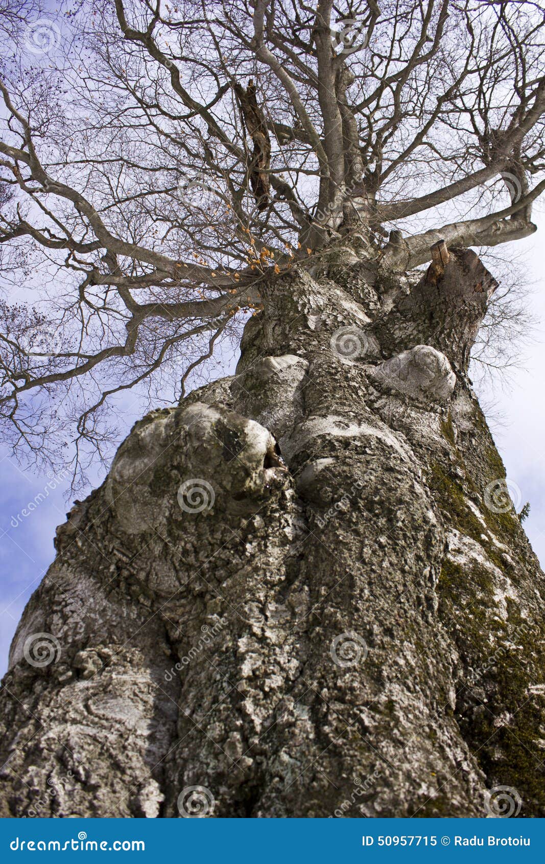 Big oak tree stock image. Image of branches, tree, romanian - 50957715