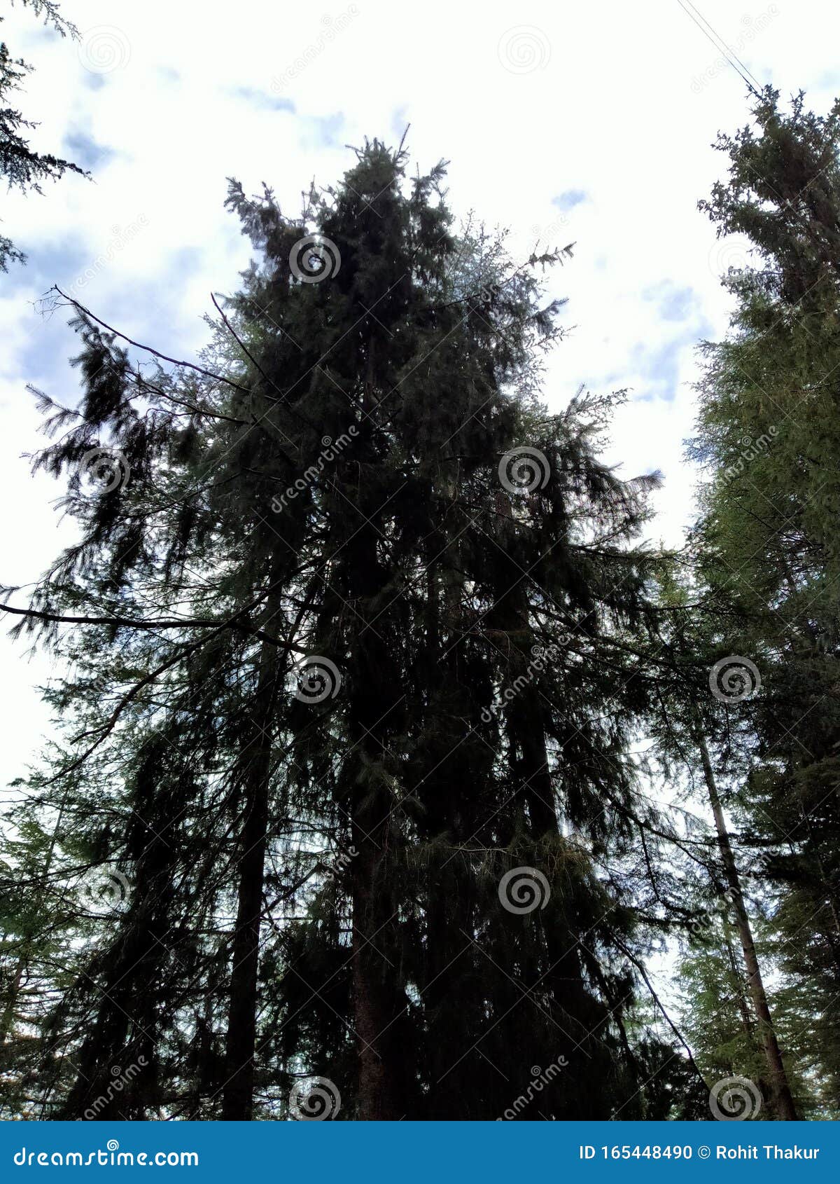 Big Oak Tree Middle of the Himalayan Region Forest Looking Beautiful ...