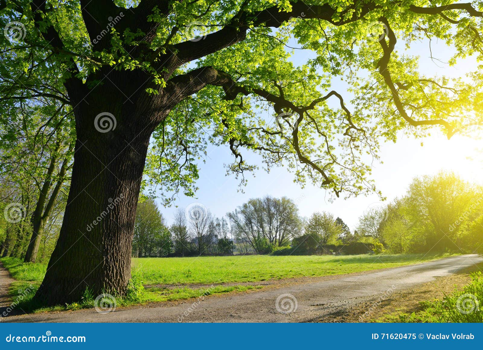 Big oak tree in the park. stock image. Image of environment - 71620475