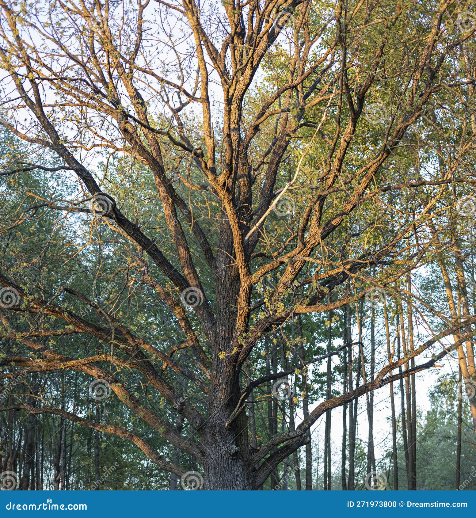 Big Oak Tree in Park in Sunset Sunlight. Scenery Spring Forest ...