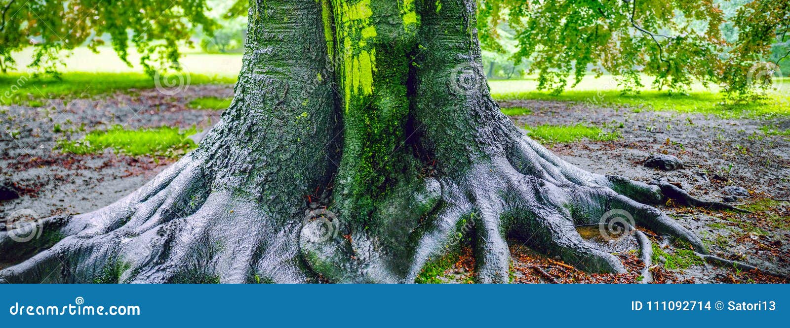 Big Oak tree after rain stock photo. Image of huge, ground - 111092714