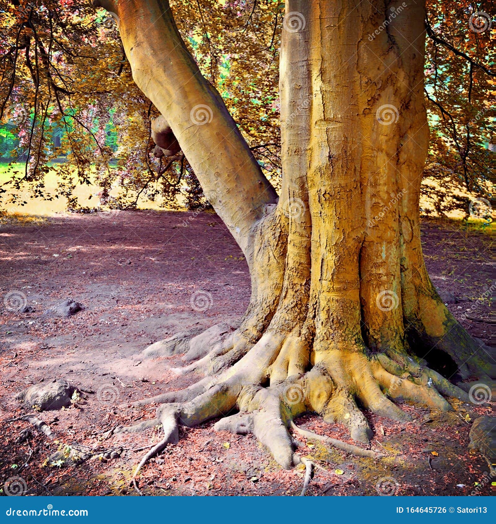 Big Oak tree after rain stock photo. Image of peace - 164645726