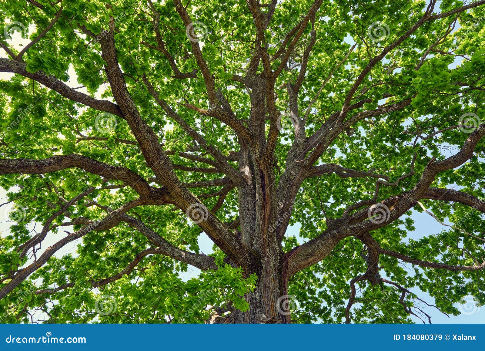 Big Oak Tree Seen from Below Stock Image - Image of bark, tree: 184080379