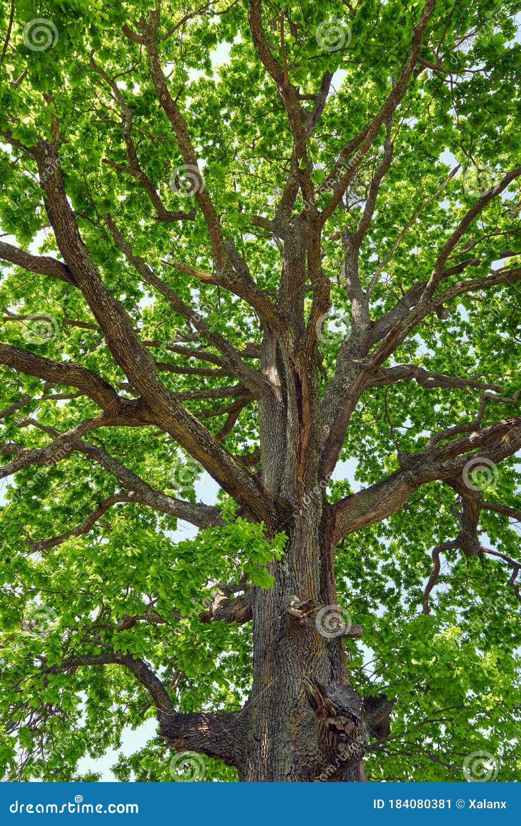 Big Oak Tree Seen from Below Stock Image - Image of countryside ...