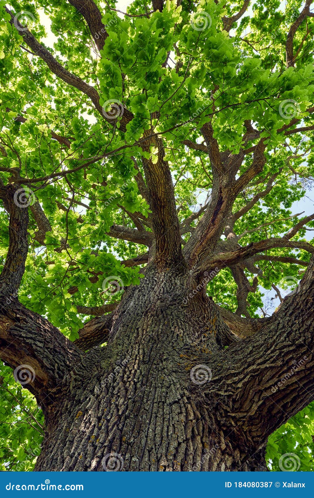 Big Oak Tree Seen from Below Stock Image - Image of countryside, tree ...