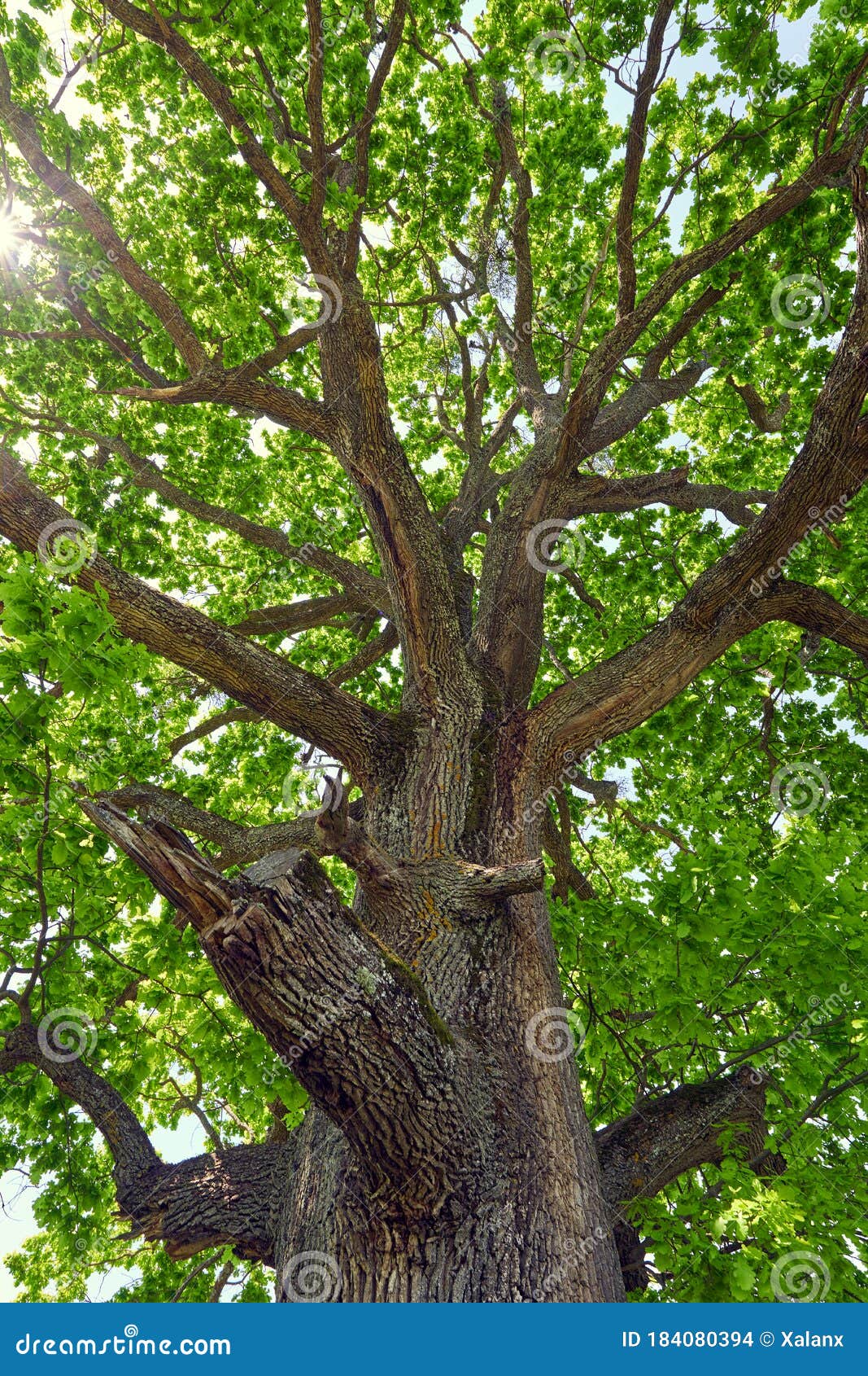 Big Oak Tree Seen from Below Stock Photo - Image of nature, tree: 184080394