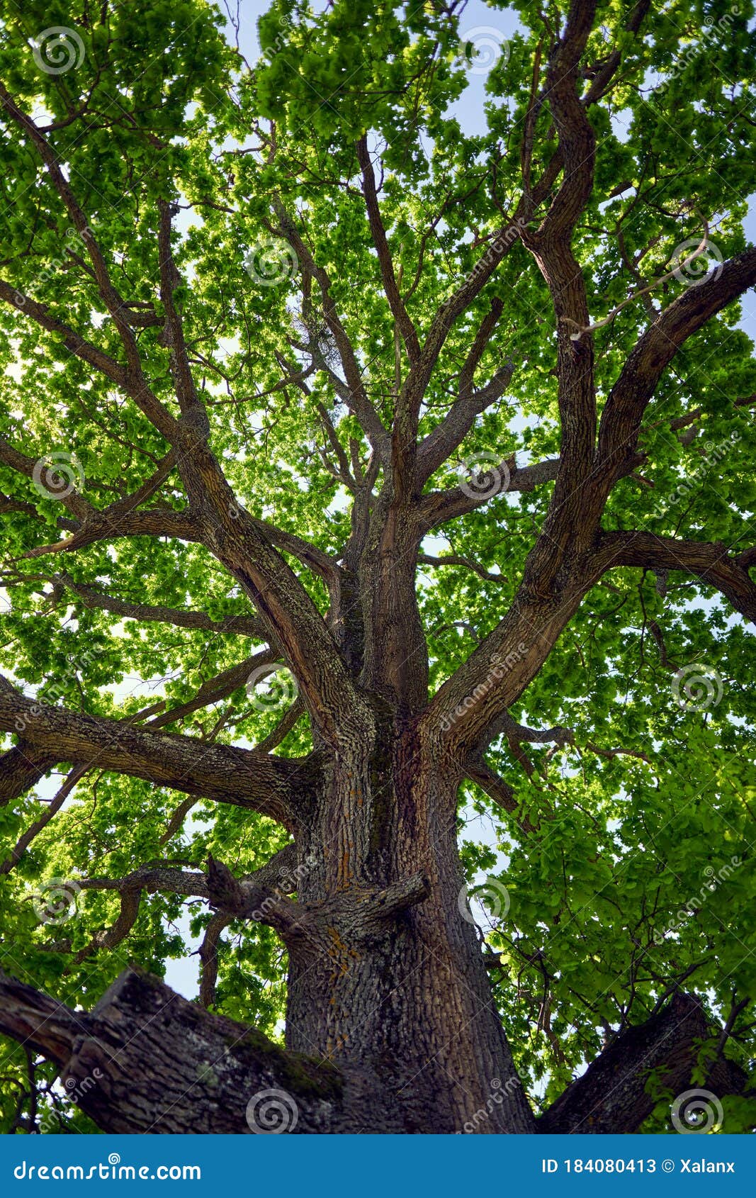 Big Oak Tree Seen from Below Stock Image - Image of enormous, leaves ...