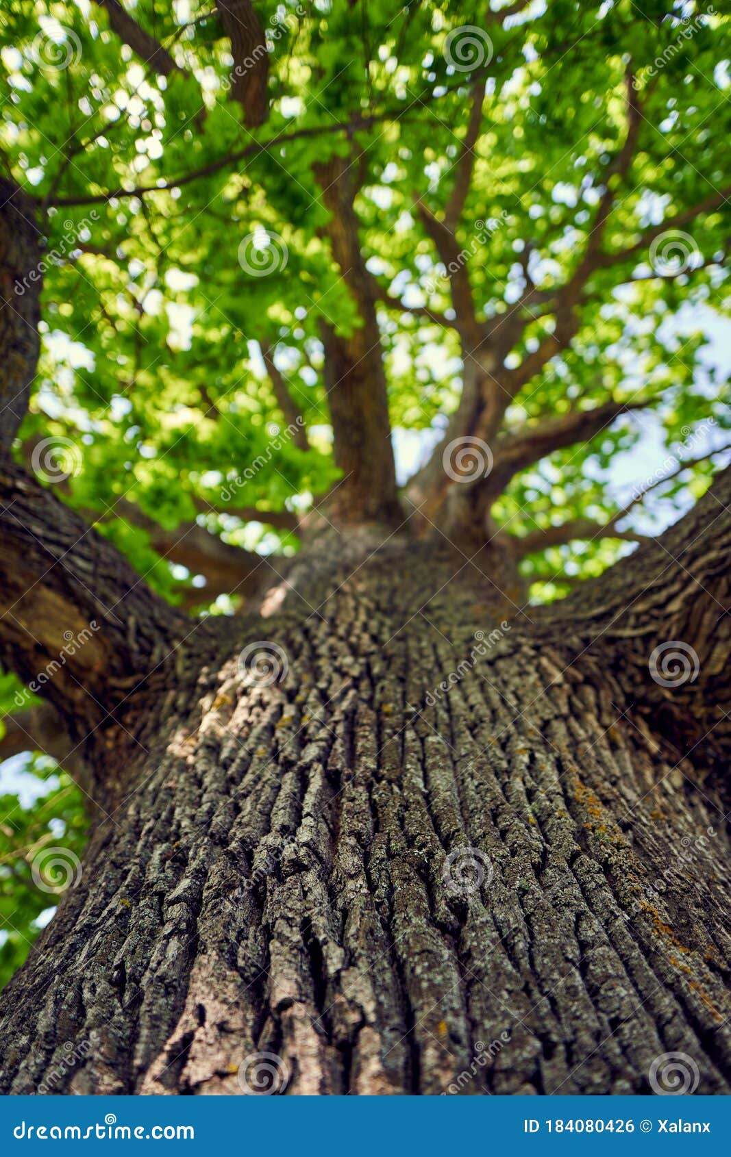 Big Oak Tree Seen from Below Stock Photo - Image of meadow, enormous ...